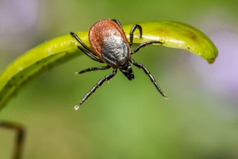Plants That Repel Ticks | Five Points Farm Market & Greenhous