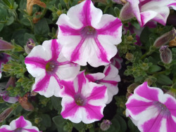 Five Points Farm Market & Greenhous | Small family-owned and operated farm